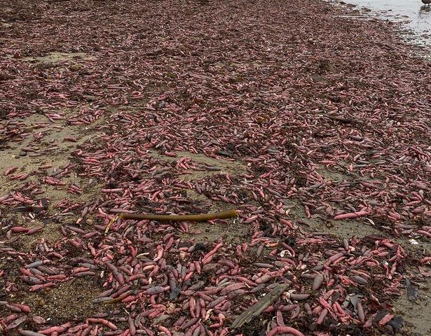 Pesci pene, gli Urechis invadono la spiaggia di Drakes: in Asia i ...