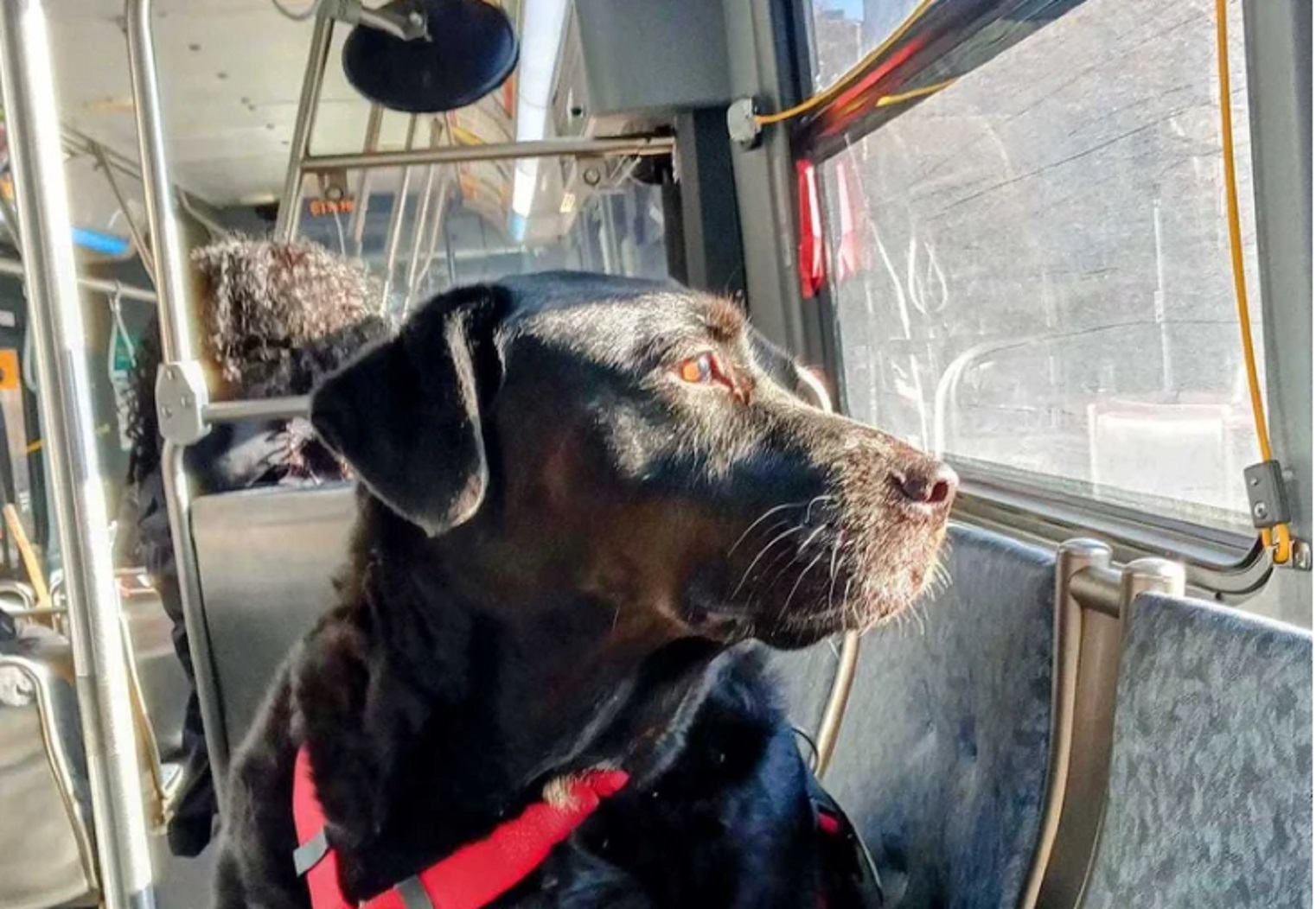 Morta Eclipse, la cagnolina di Seattle che prendeva l'autobus da sola ...